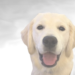 Dakota Sport Retriever Puppies