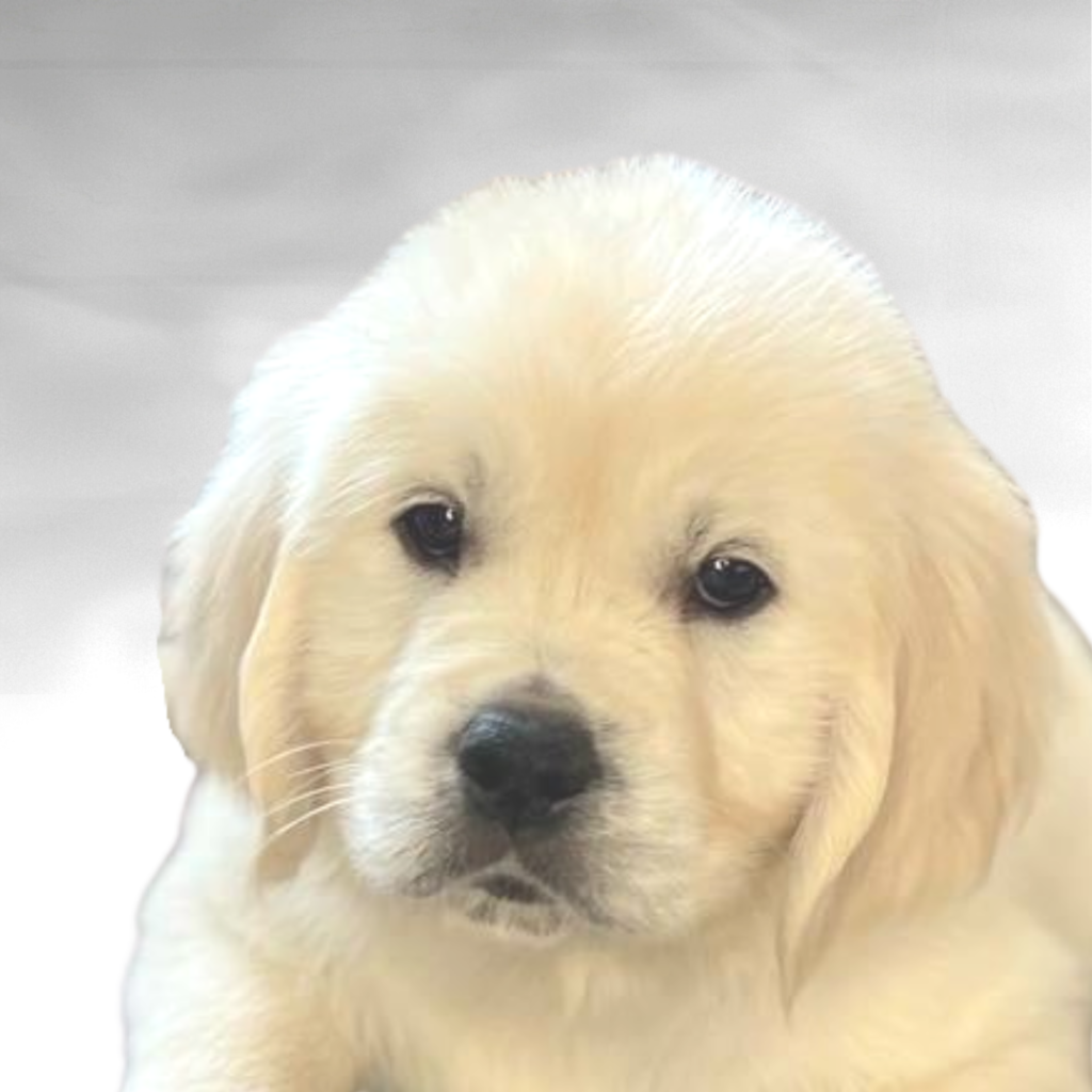 Dakota Sport Retriever Puppies