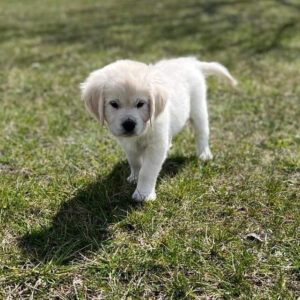 Available Puppies - Dakota Sport Retrievers